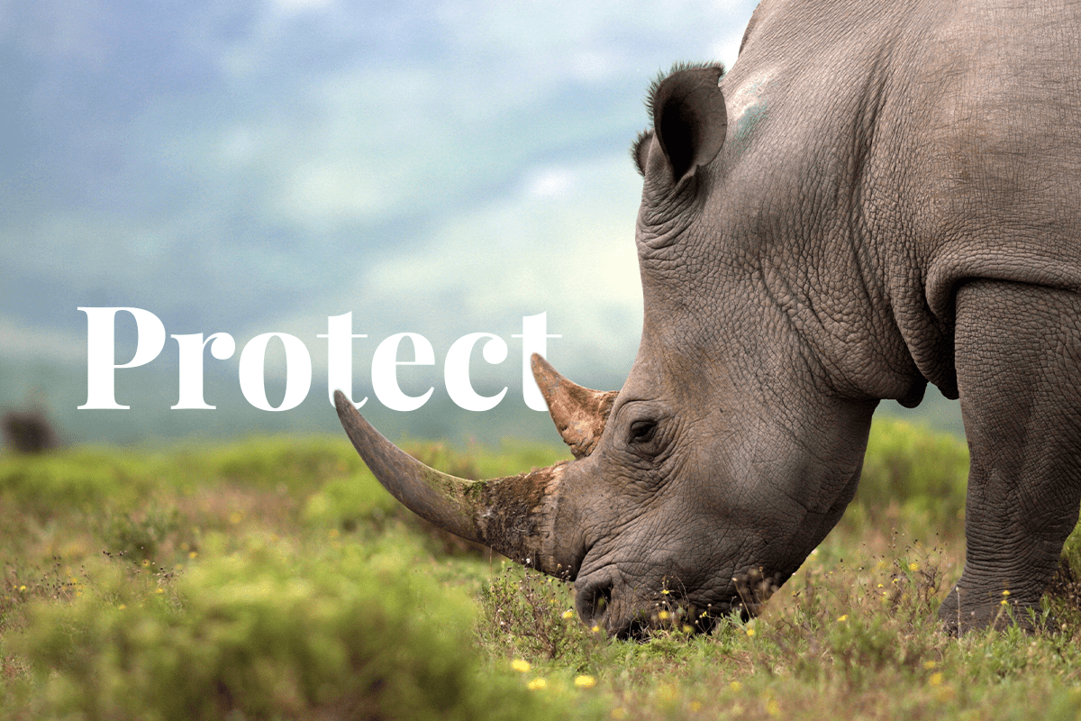 Why should endangered species be protected?